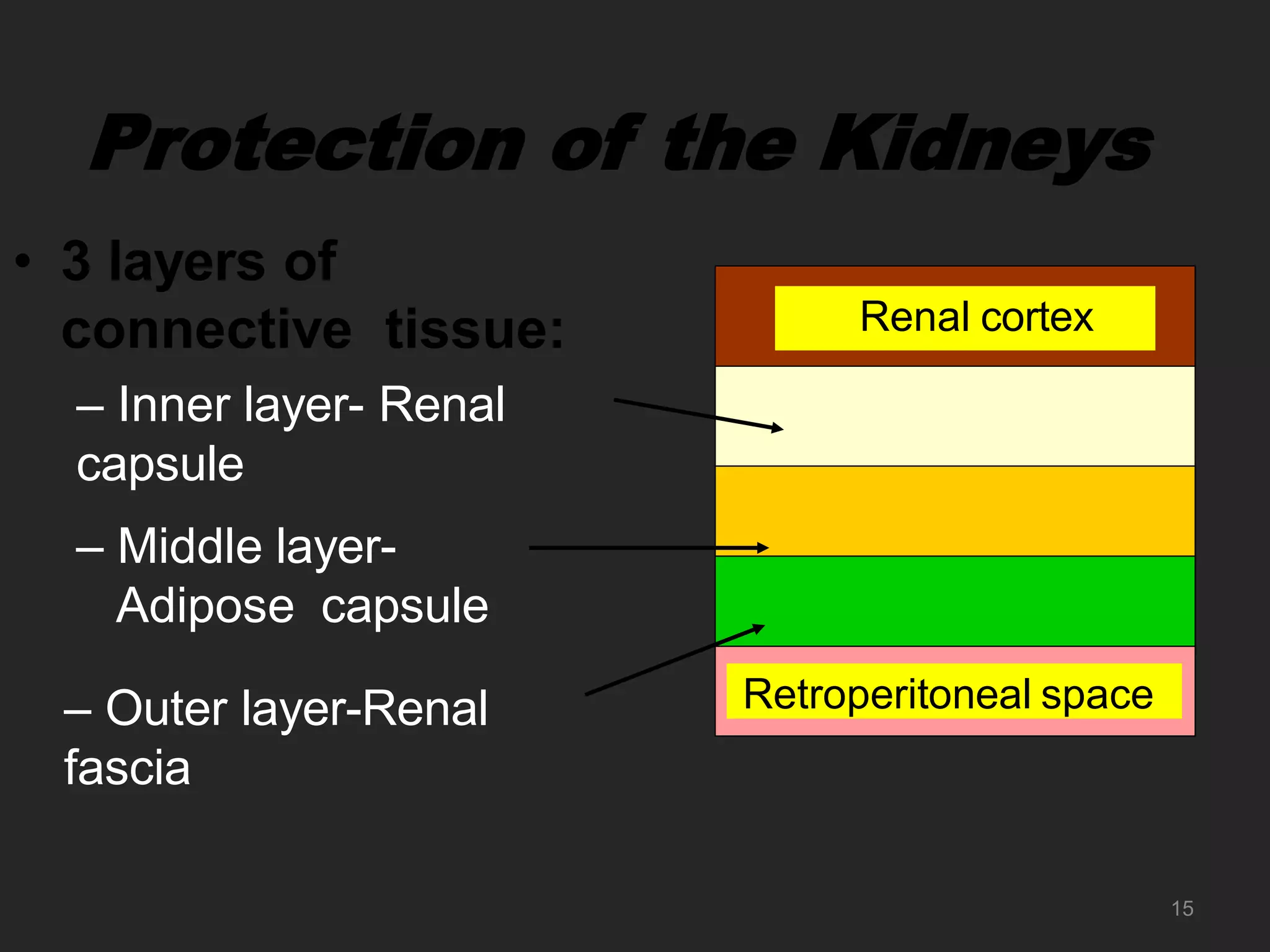 Anatomy of kidney By M.Adil