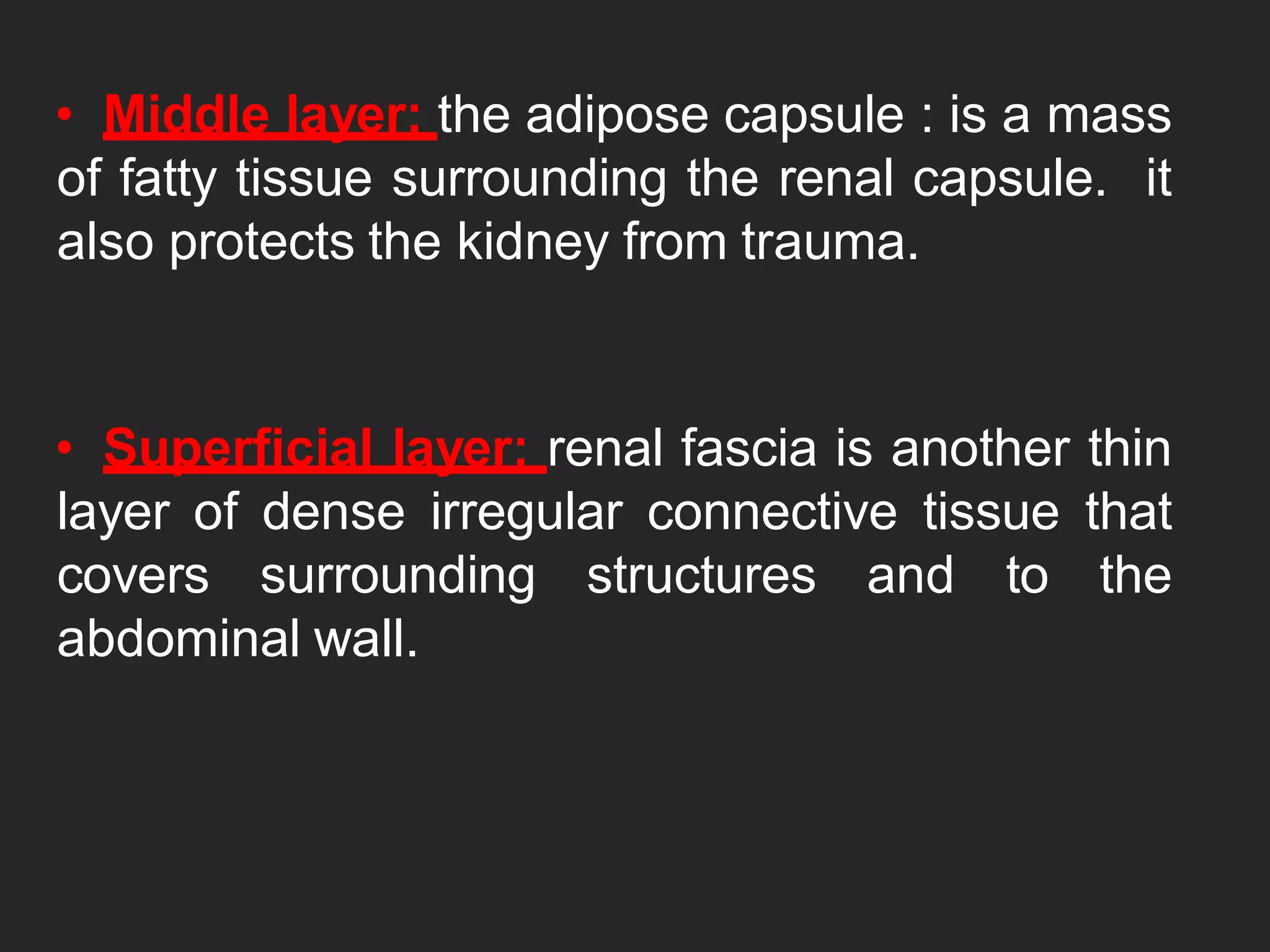 Anatomy of kidney By M.Adil