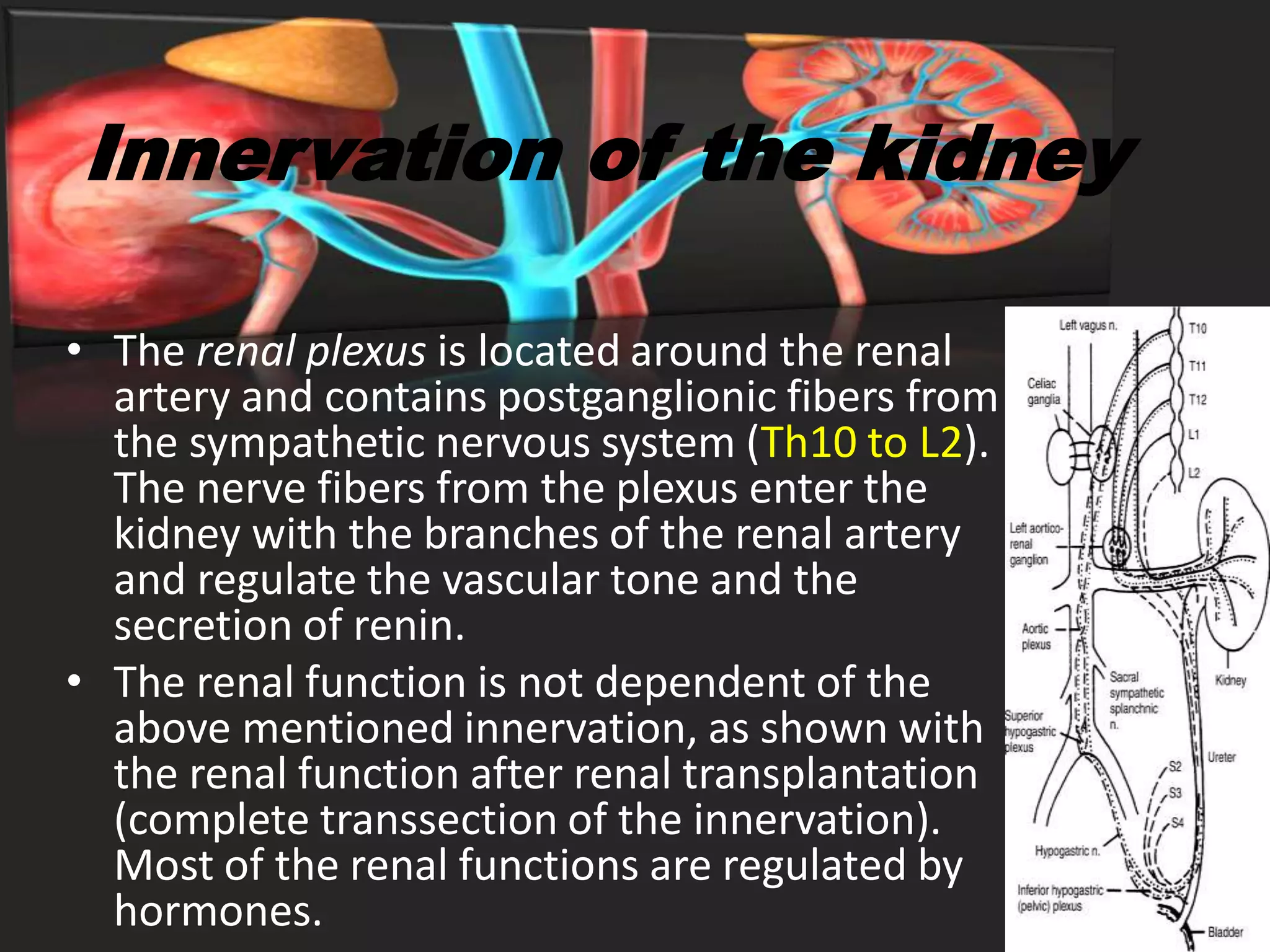 Anatomy of kidney By M.Adil
