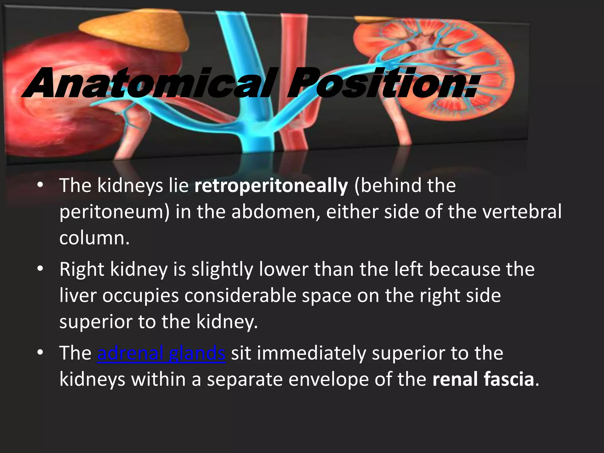Anatomy of kidney By M.Adil