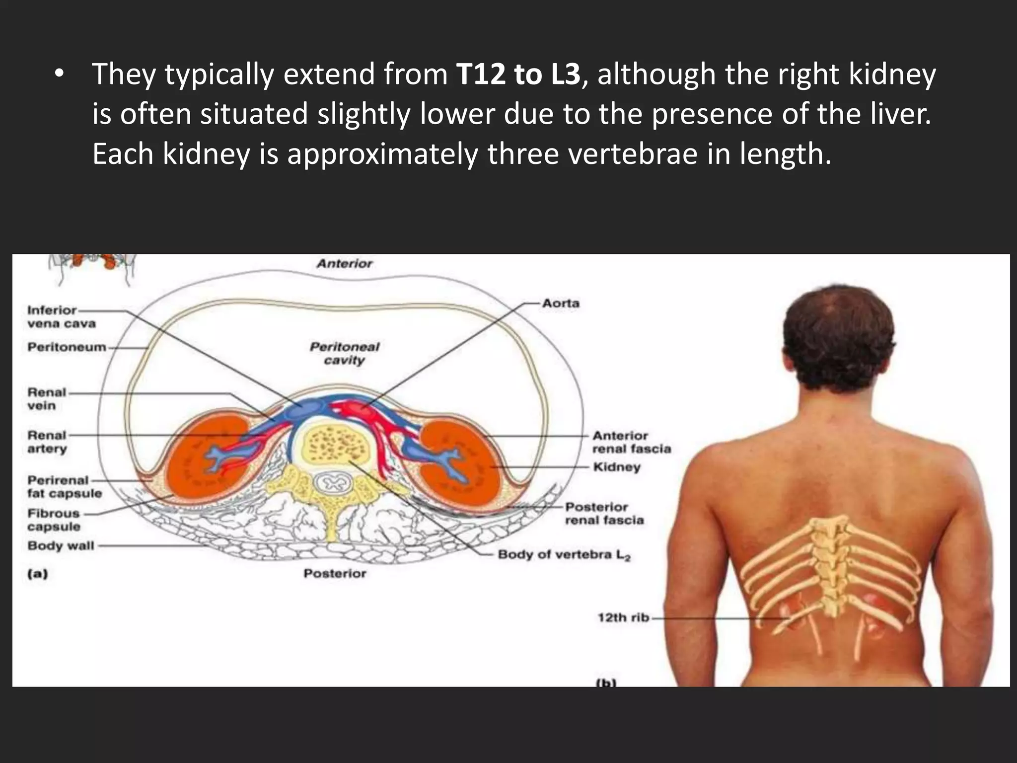 Anatomy of kidney By M.Adil