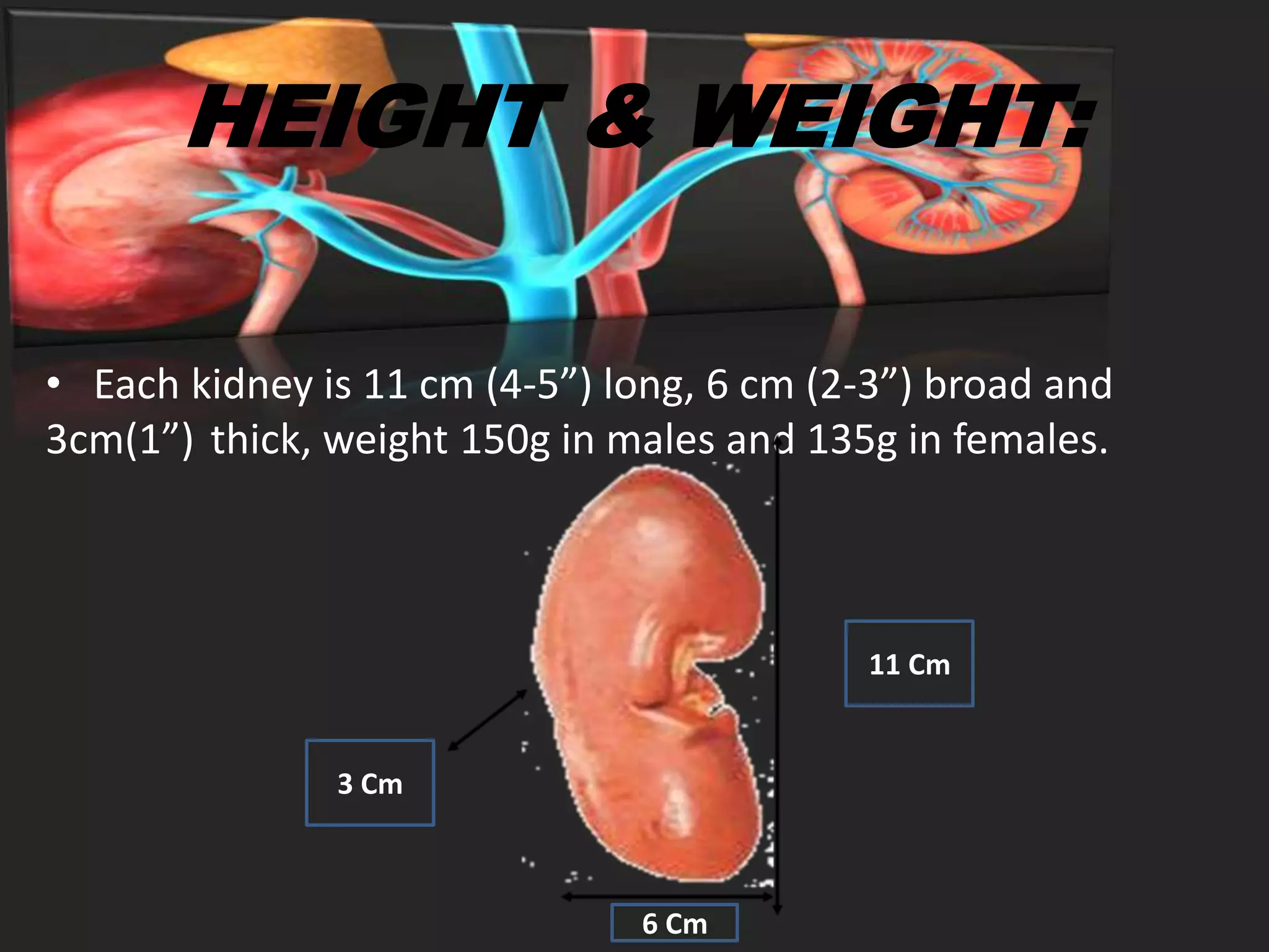 Anatomy of kidney By M.Adil