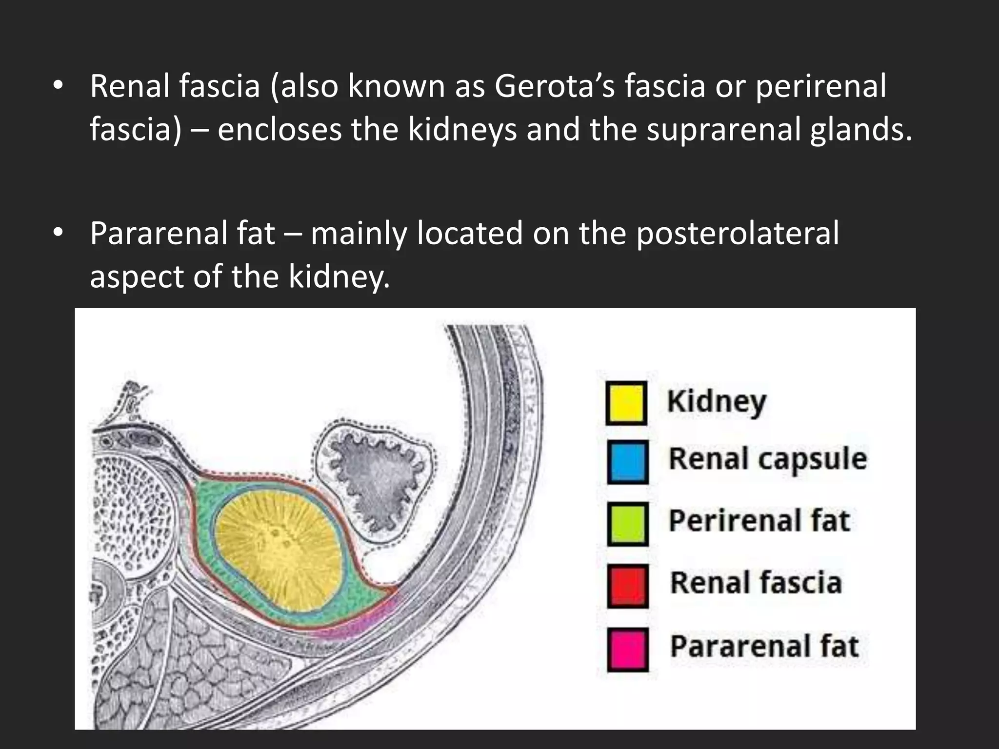 Anatomy of kidney By M.Adil
