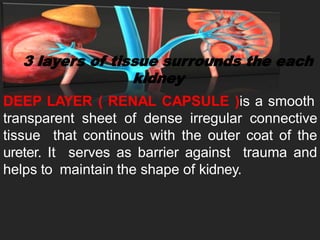 Anatomy of kidney By M.Adil