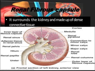 Anatomy of kidney By M.Adil