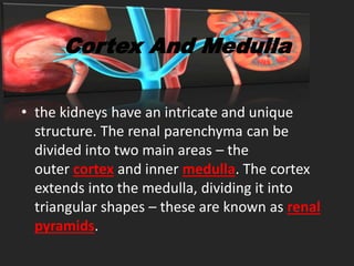 Anatomy of kidney By M.Adil