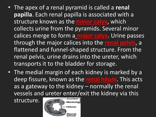 Anatomy of kidney By M.Adil