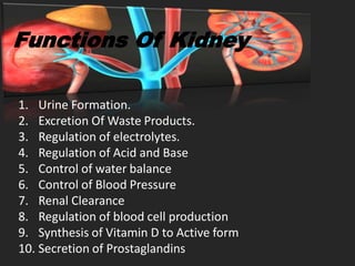 Anatomy of kidney By M.Adil