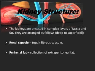 Anatomy of kidney By M.Adil