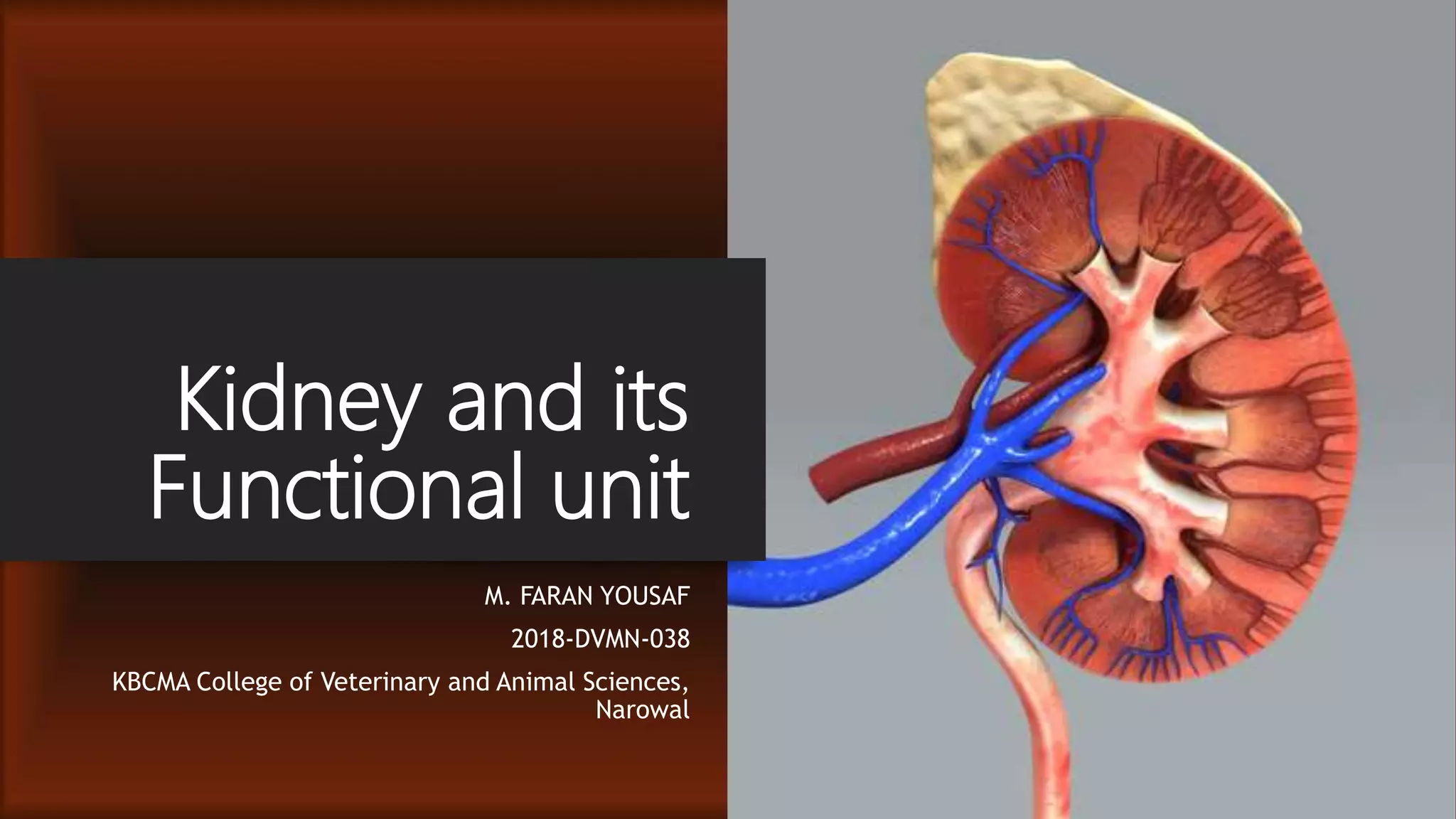 Anatomy of kidney (Animals) | PPTX