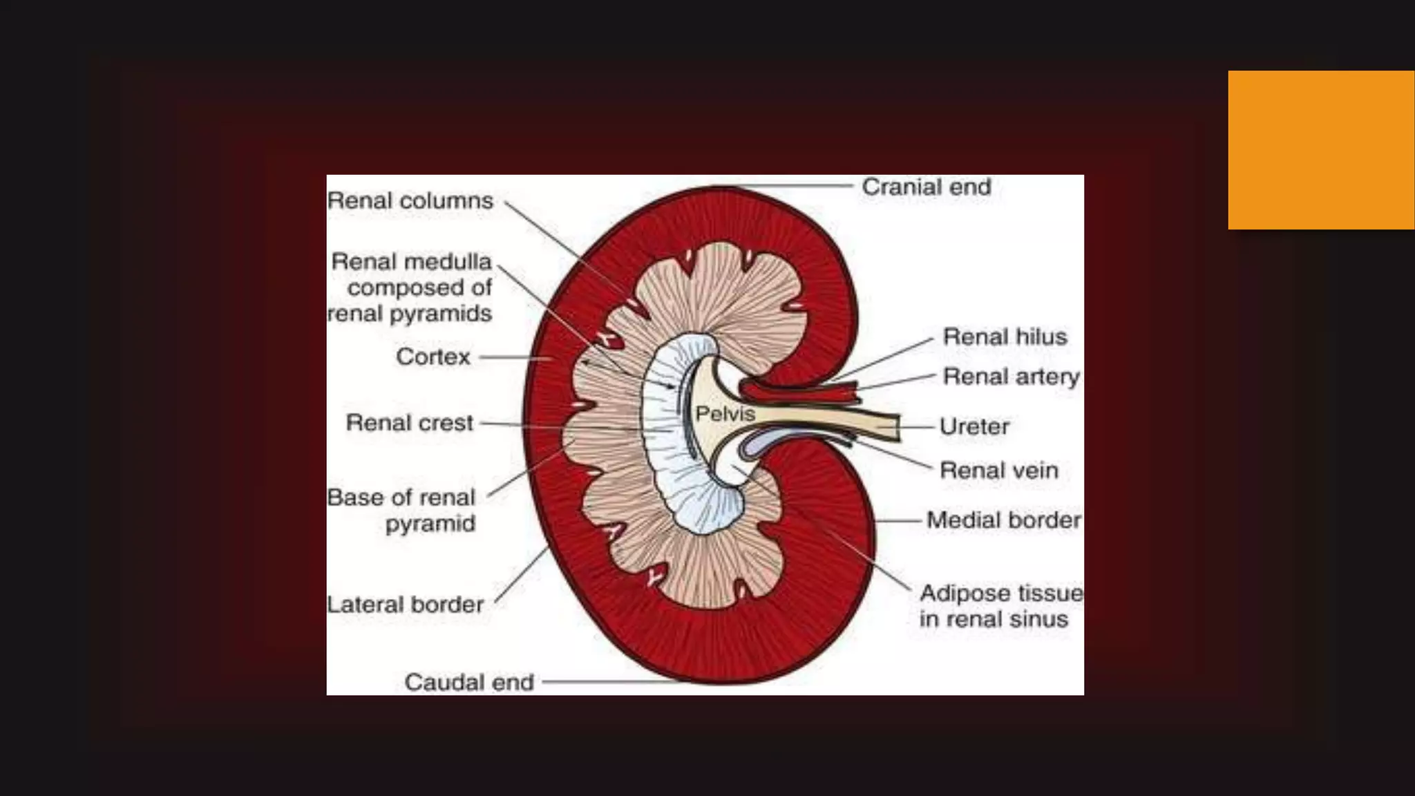 Anatomy of kidney (Animals) | PPTX