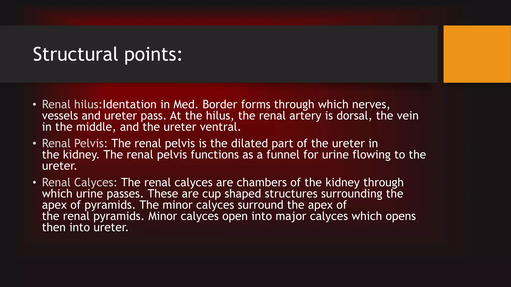 Anatomy of kidney (Animals) | PPTX