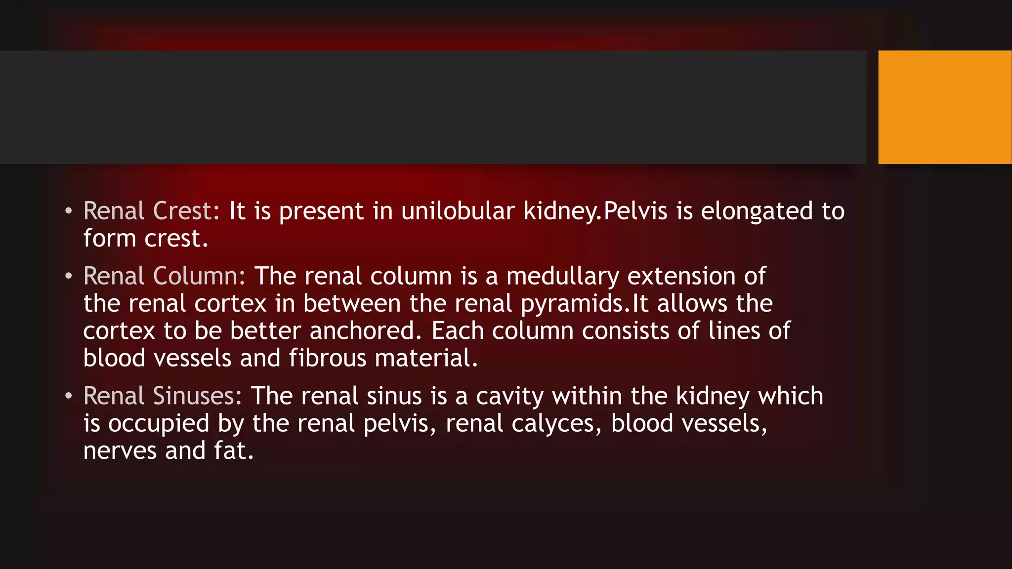 Anatomy of kidney (Animals) | PPTX