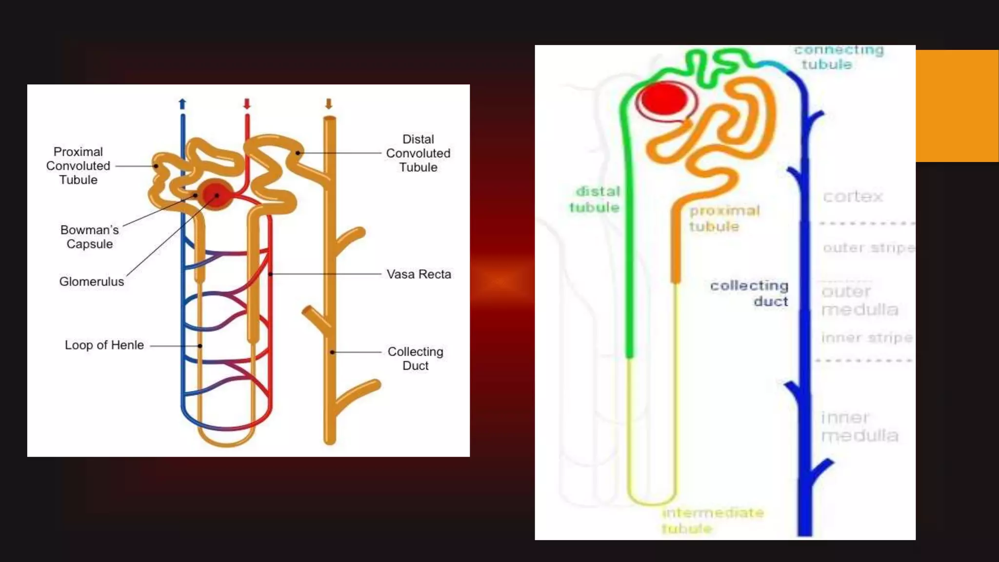 Anatomy of kidney (Animals) | PPTX