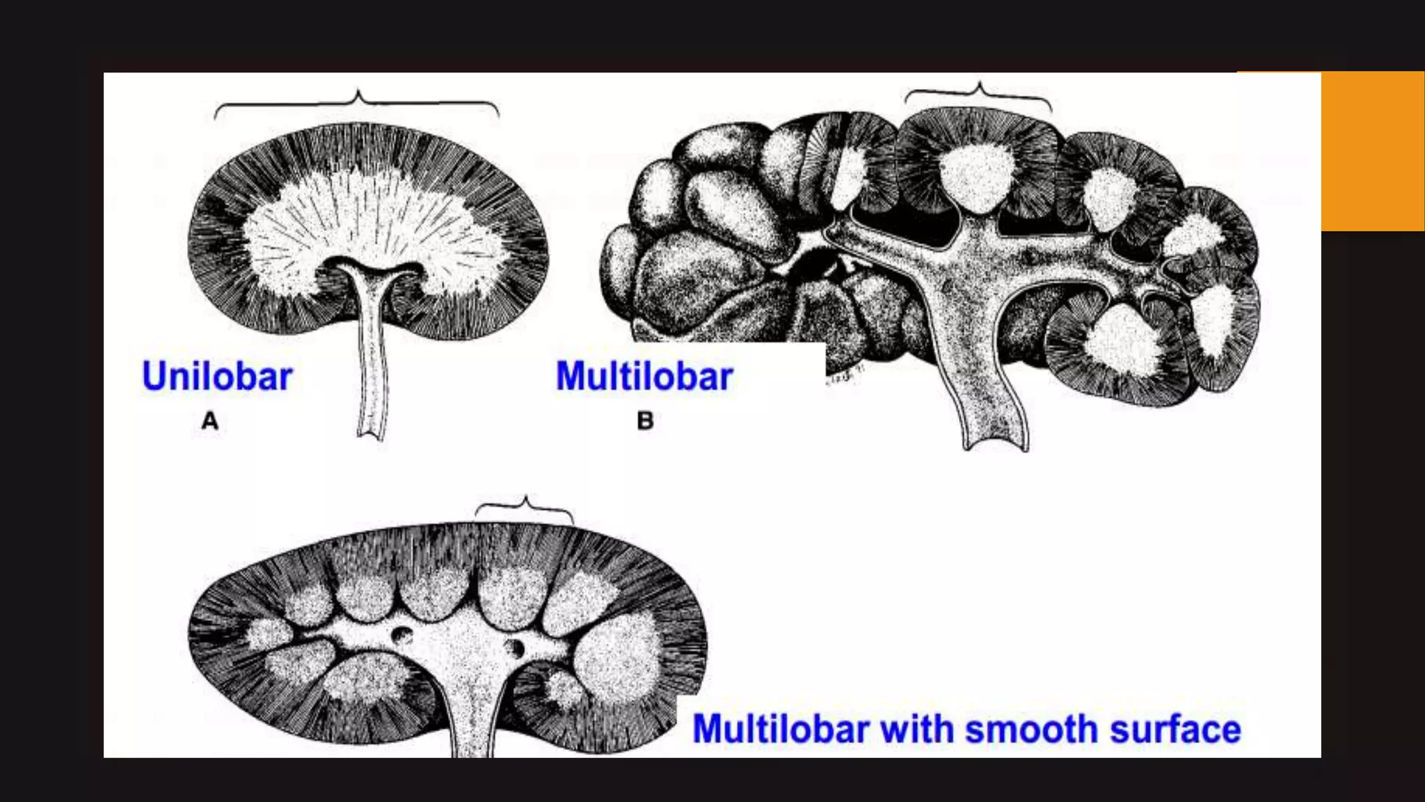 Anatomy of kidney (Animals) | PPTX