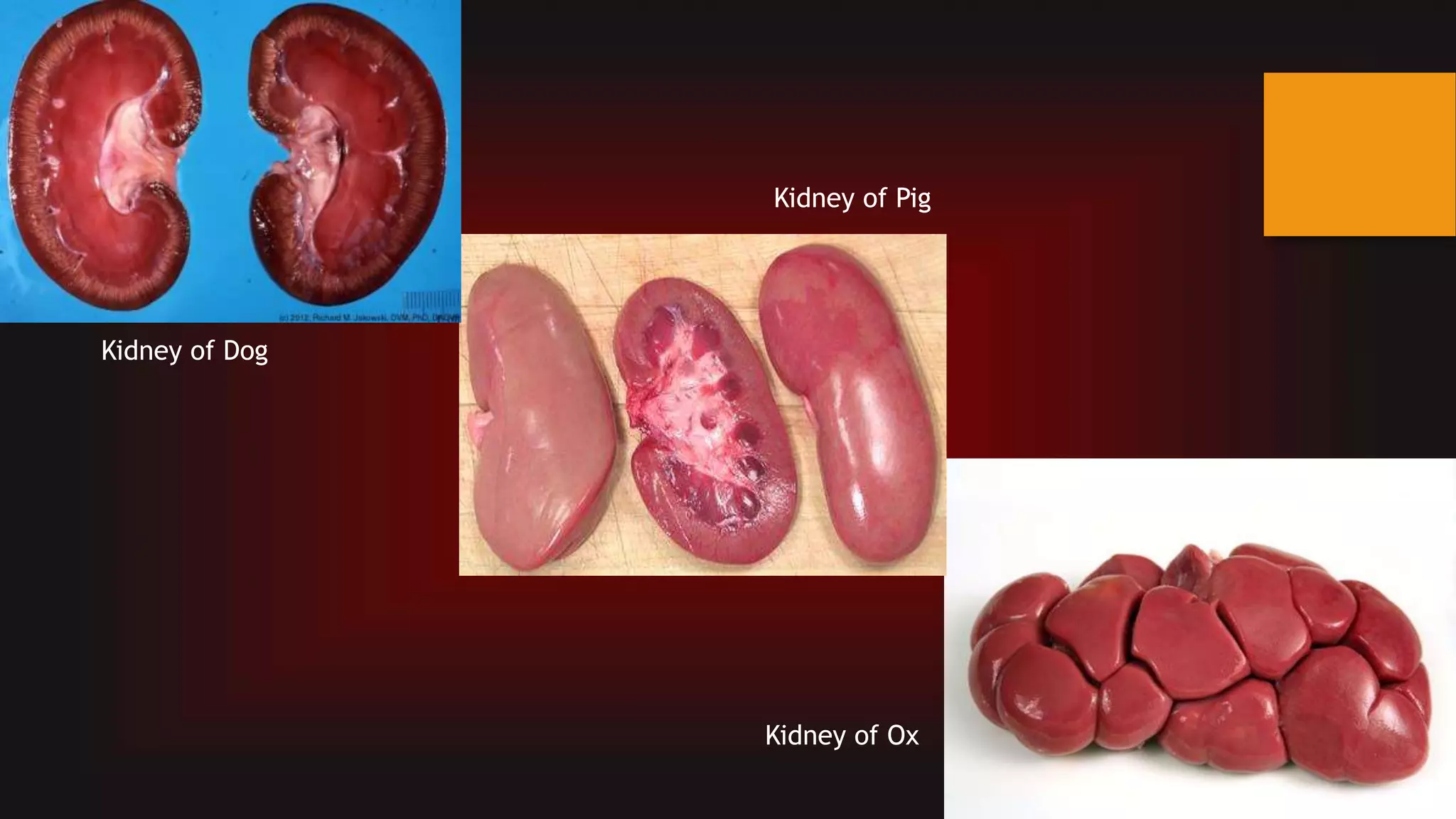 Anatomy of kidney (Animals) | PPTX