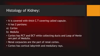 Anatomy of kidney (Animals) | PPTX