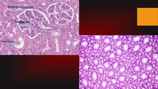 Anatomy of kidney (Animals) | PPTX