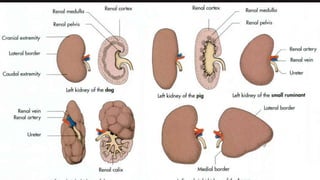 Anatomy of kidney (Animals) | PPTX
