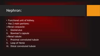 Anatomy of kidney (Animals) | PPTX