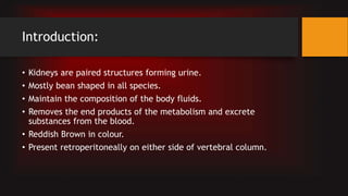 Anatomy of kidney (Animals) | PPTX