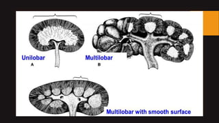 Anatomy of kidney (Animals) | PPTX