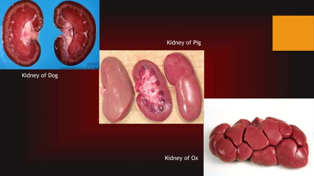 Anatomy of kidney (Animals) | PPTX