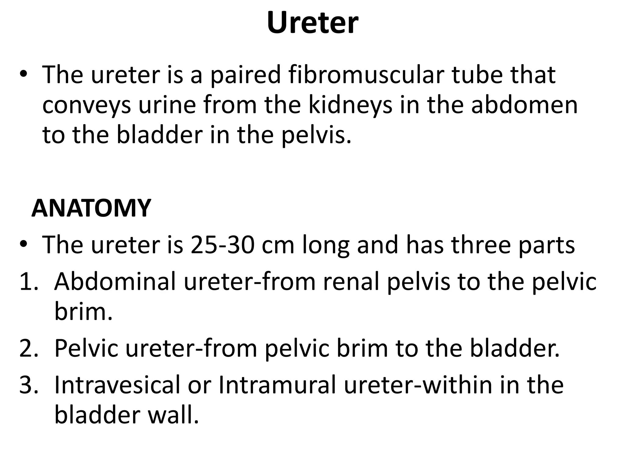ANATOMY OF KIDNEY.pptx