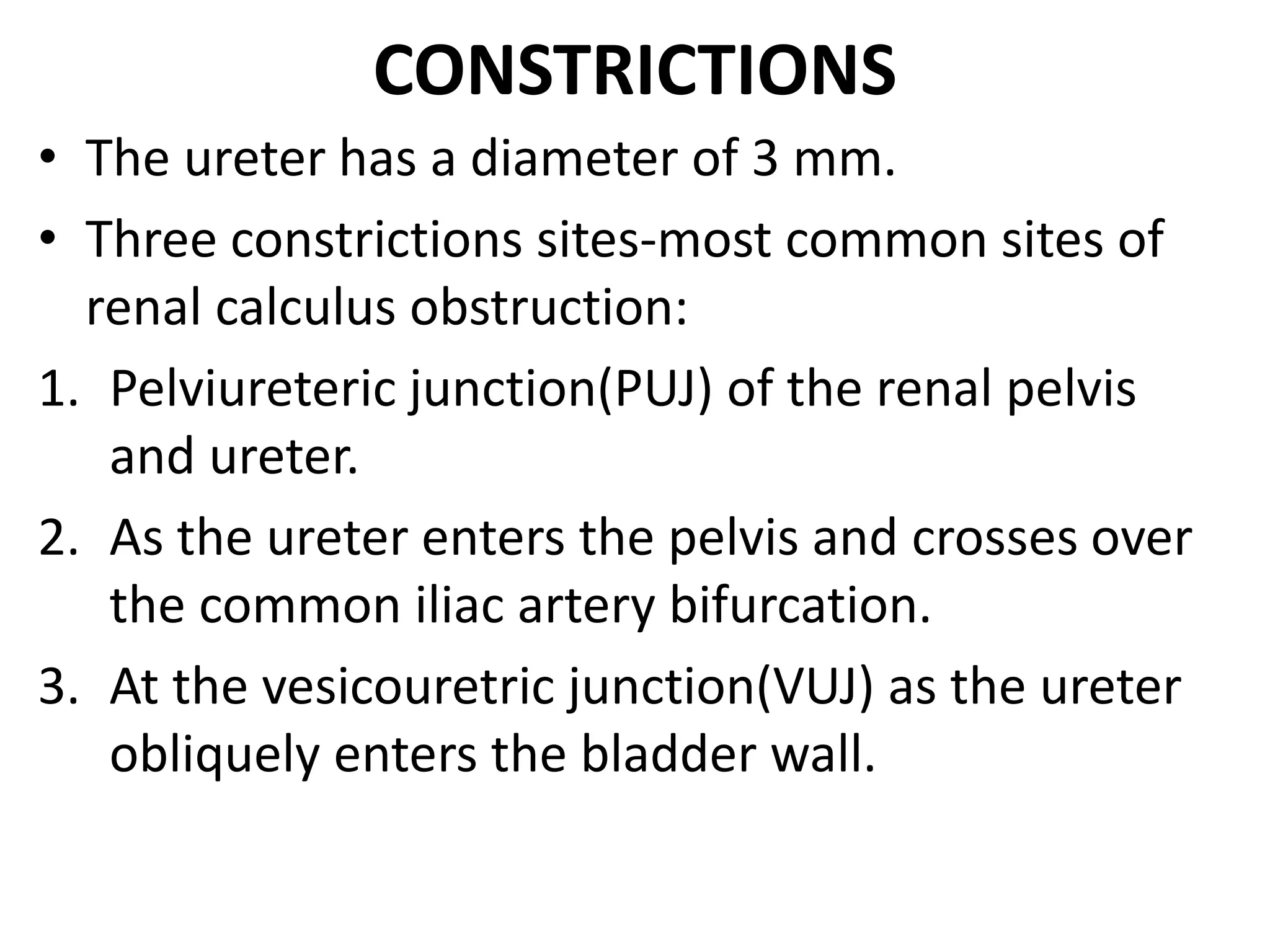 ANATOMY OF KIDNEY.pptx