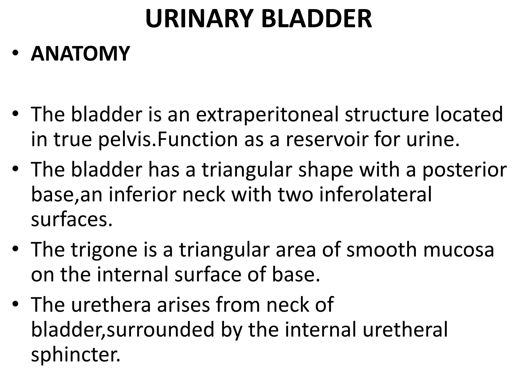 ANATOMY OF KIDNEY.pptx