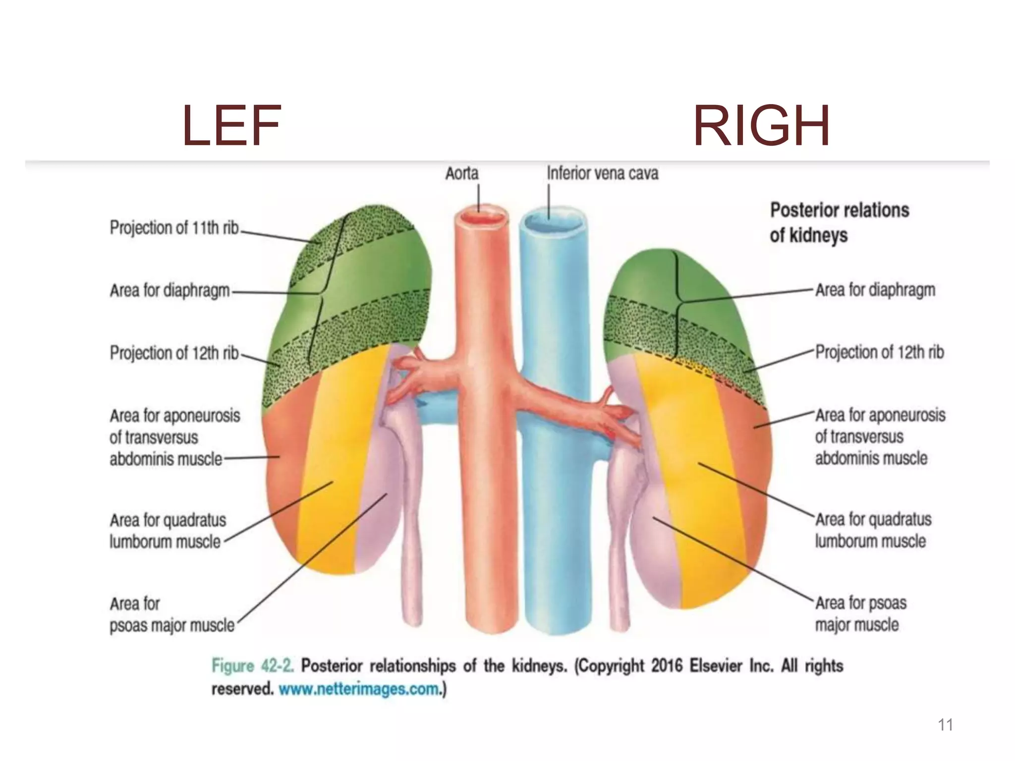Anatomy of kidney.pptx