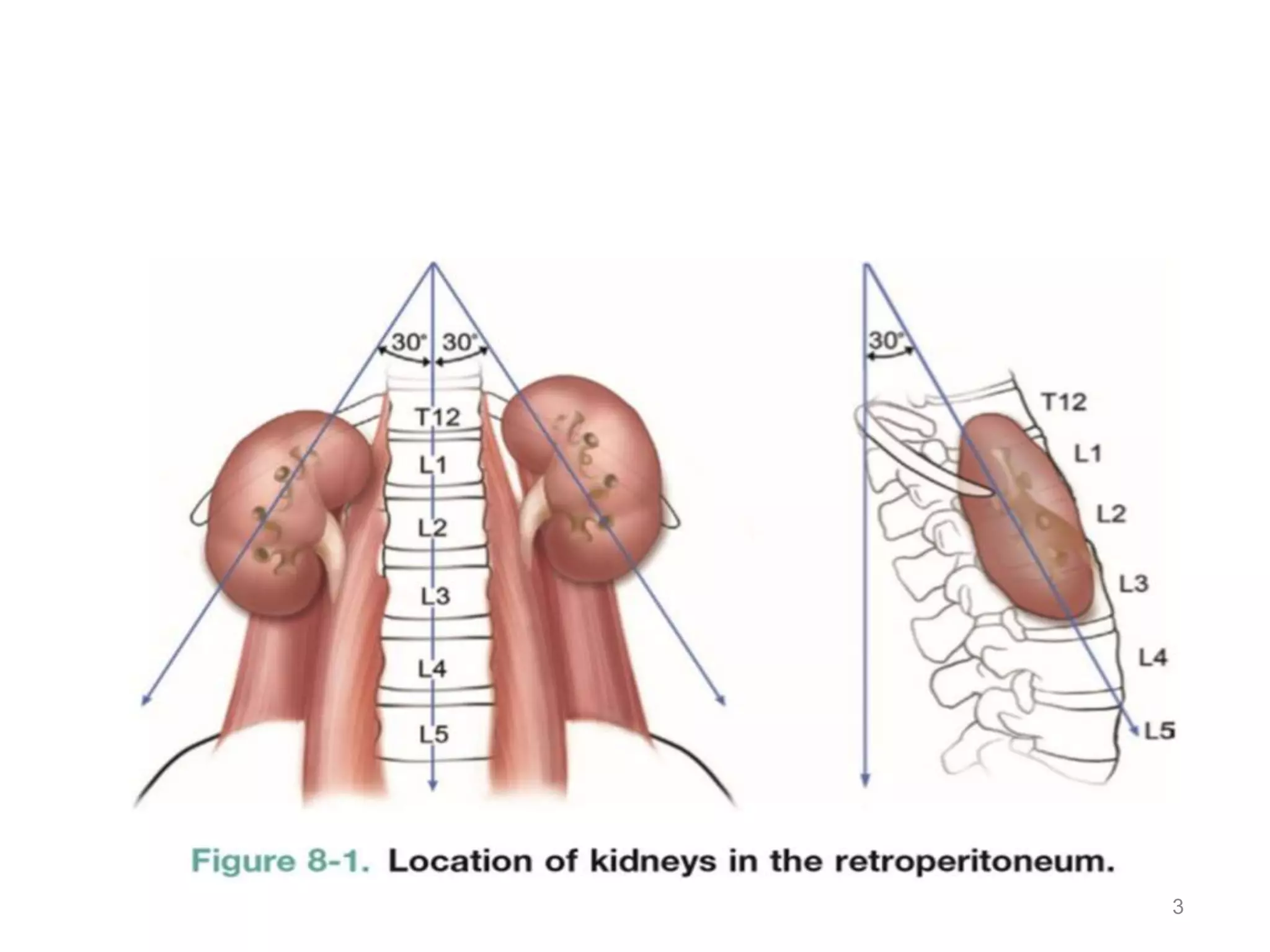 Anatomy of kidney.pptx