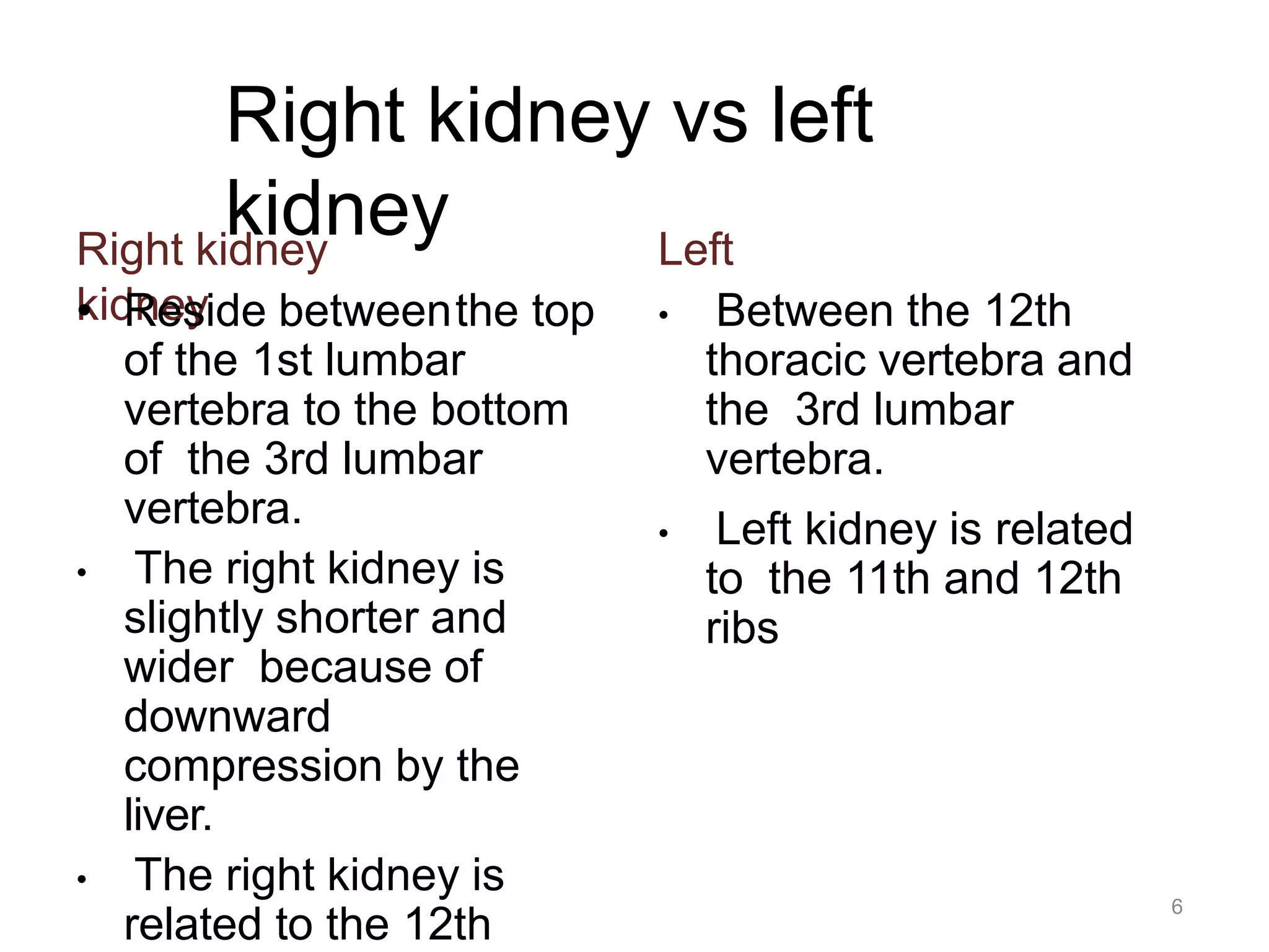 Anatomy of kidney.pptx