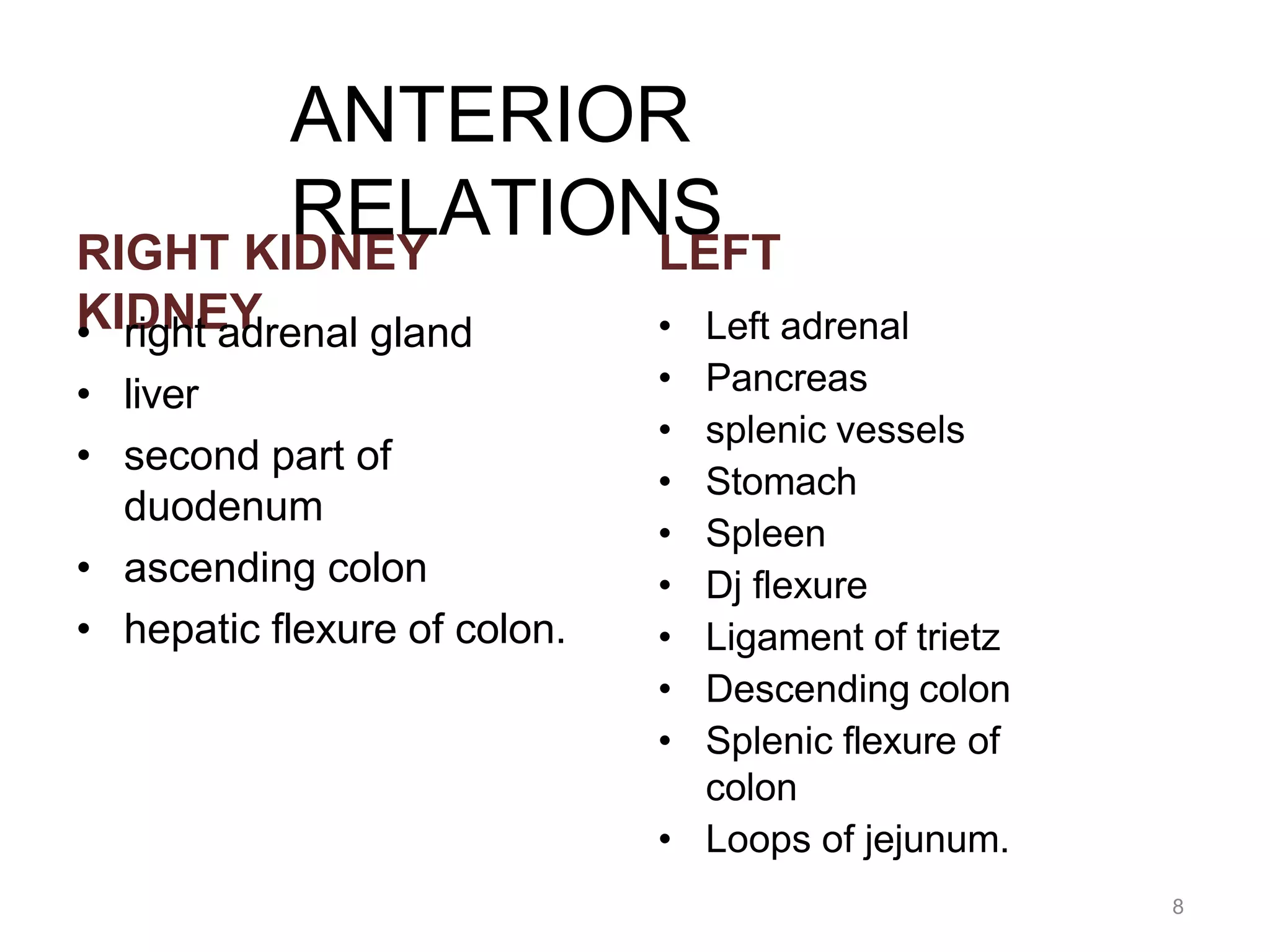 Anatomy of kidney.pptx