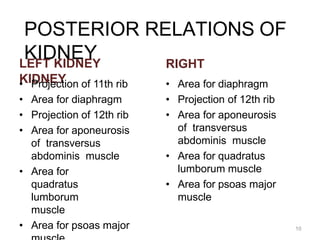 Anatomy of kidney.pptx