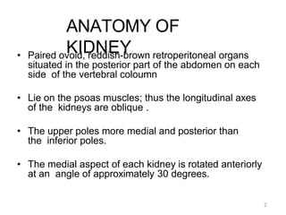 Anatomy of kidney.pptx