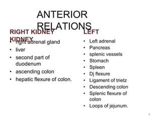 Anatomy of kidney.pptx