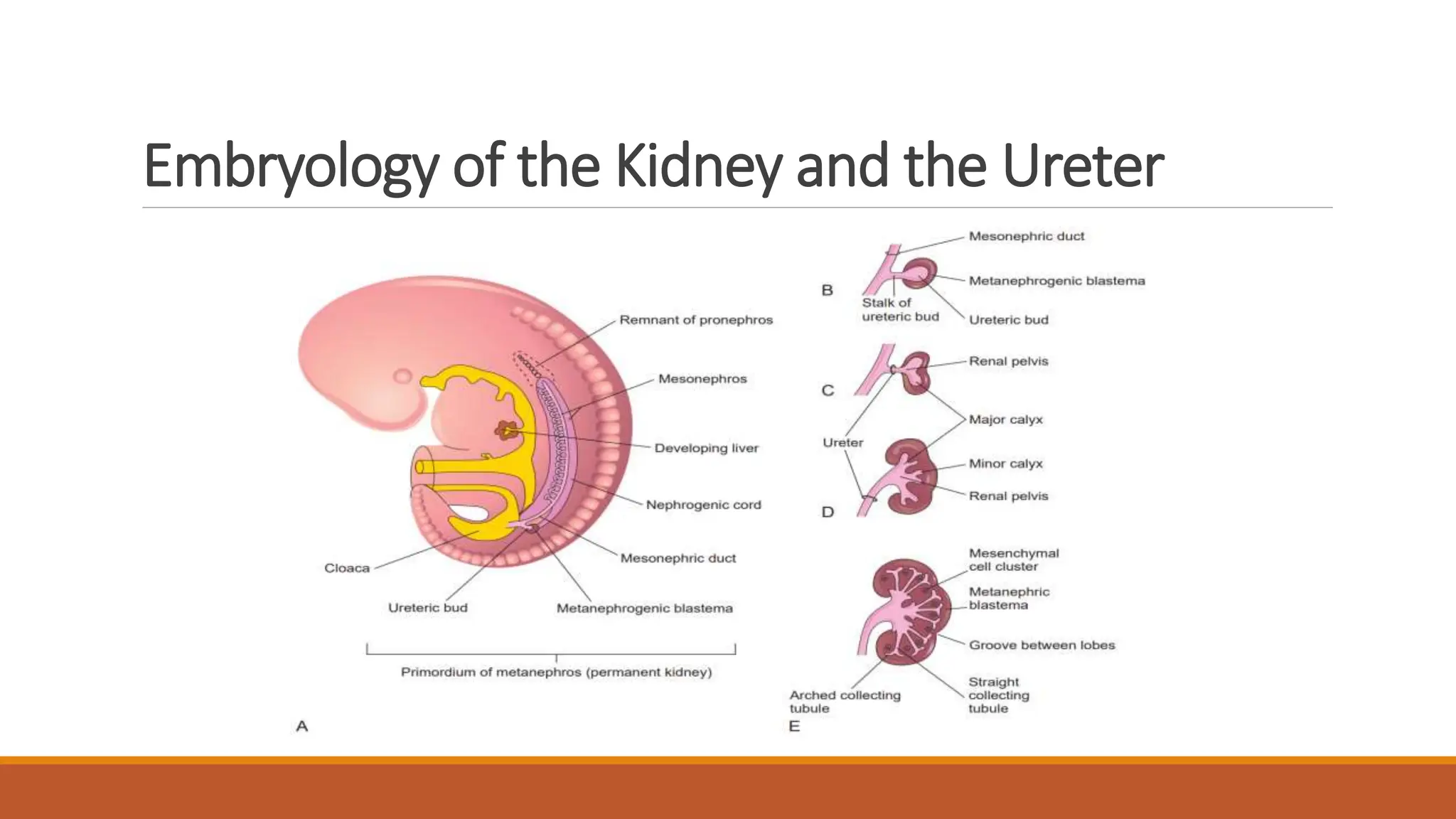 Embryology and Anatomy of Kidney and Ureter | PPTX