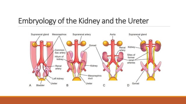 Embryology and Anatomy of Kidney and Ureter | PPTX