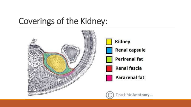 Embryology and Anatomy of Kidney and Ureter | PPTX