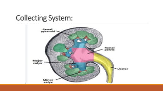 Embryology and Anatomy of Kidney and Ureter | PPTX