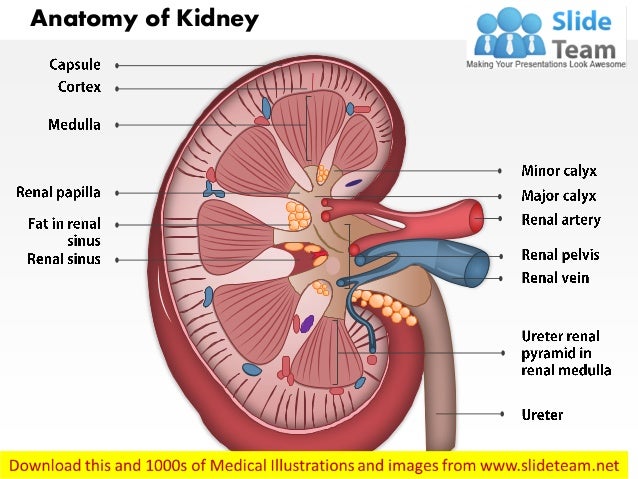 Anatomy of kidney medical images for power point1