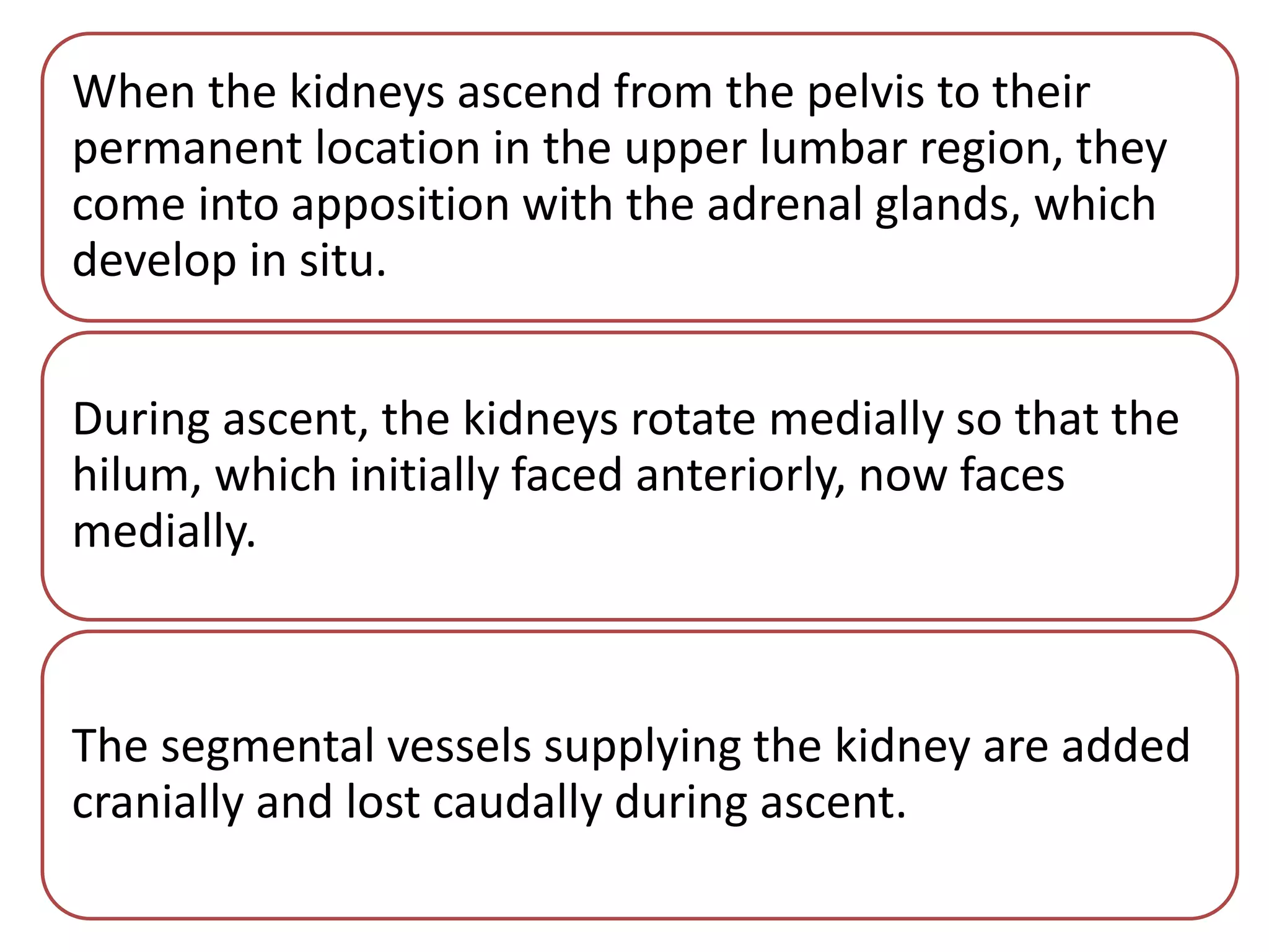 Anatomy of kidney nd ureter copy | PPTX | Pregnancy | Reproductive Health