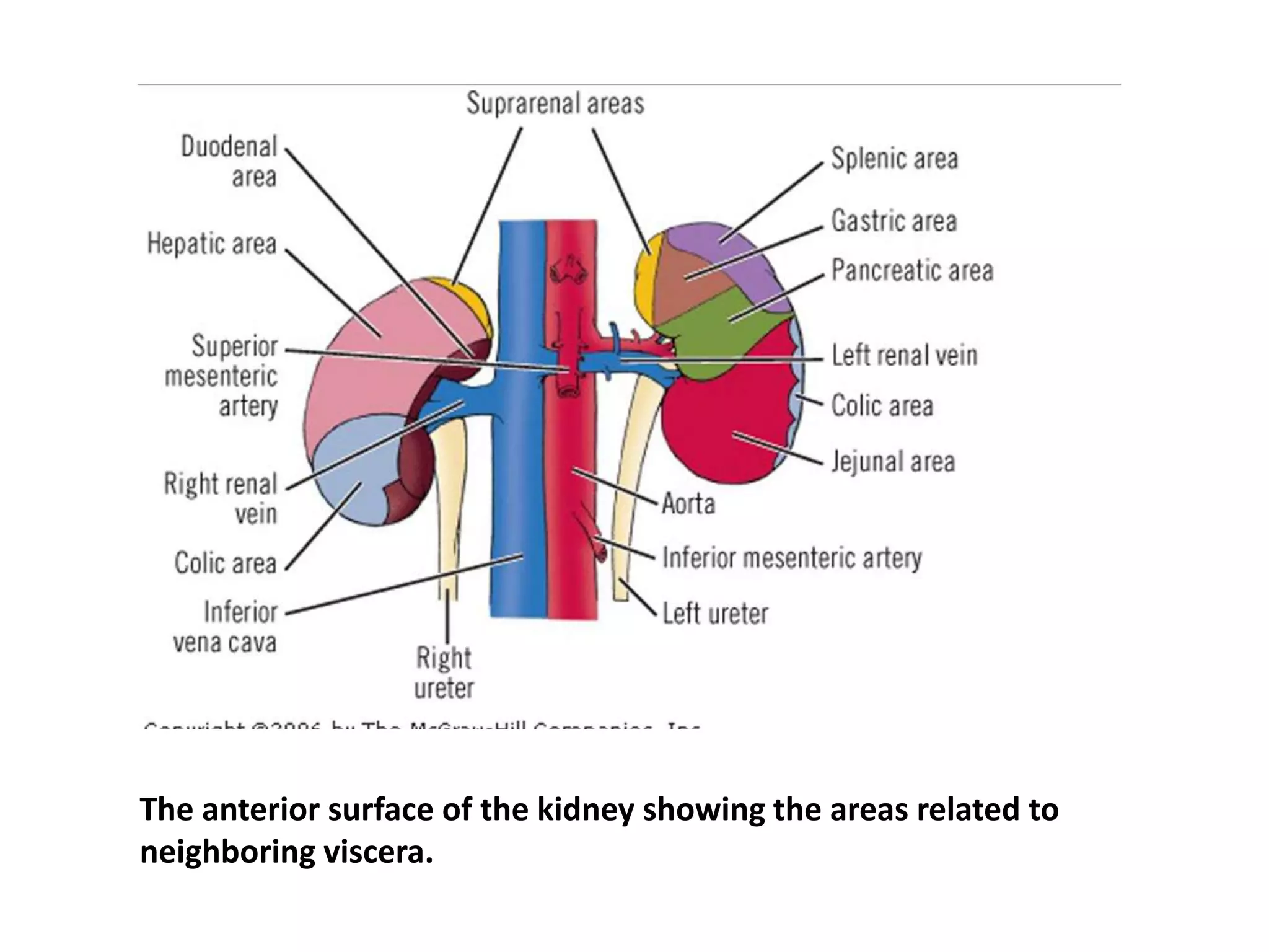 Anatomy of kidney nd ureter copy | PPTX | Pregnancy | Reproductive Health
