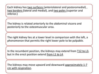 Anatomy of kidney nd ureter copy | PPTX | Pregnancy | Reproductive Health