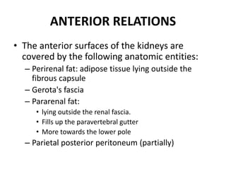Anatomy of kidney nd ureter copy | PPTX