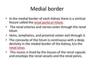 Anatomy of kidney nd ureter copy | PPTX