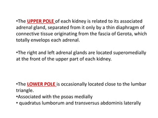 Anatomy of kidney nd ureter copy | PPTX