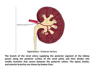 Anatomy of kidney nd ureter copy | PPTX