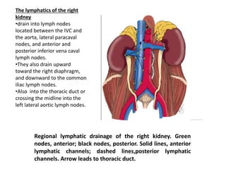 Anatomy of kidney nd ureter copy | PPTX